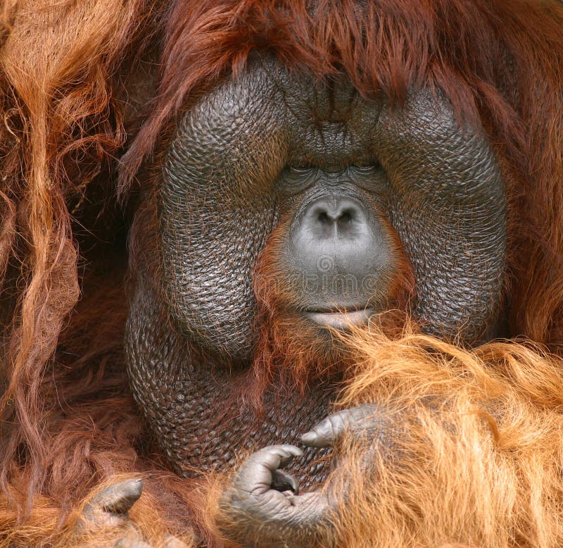 Orang Utan stock photo. Image of sabah, ugly, borneo, tropical - 2915286