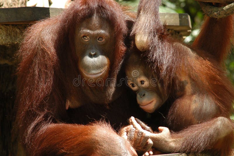 Orang Utan stock photo. Image of baby, child, stare, reddish - 573764
