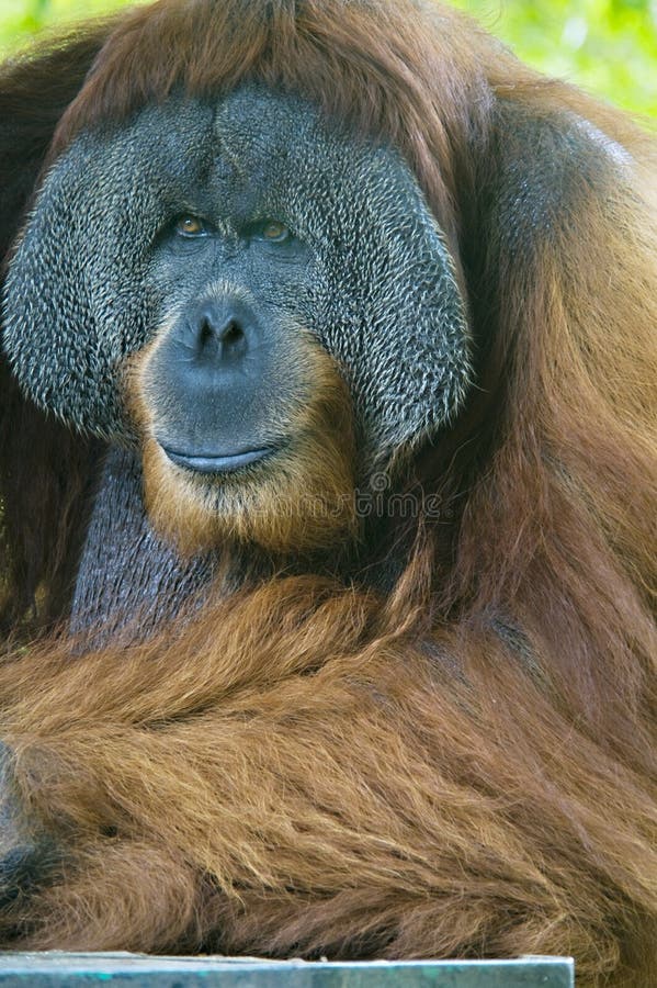Orang Utan stock photo. Image of captive, east, omnivore - 9113616