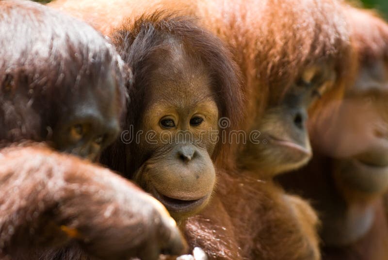 Orangutan in a Malaysian Zoo Stock Photo - Image of national, screaming ...