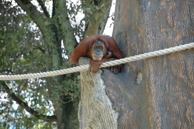 Orang-Utan (Pongo Pygmaeus) Stockbild - Bild von affe, biologie: 33187917