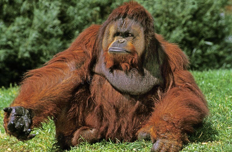 Orang Utan, Pongo Pygmaeus, Male with a Funny Attitude Stock Photo ...