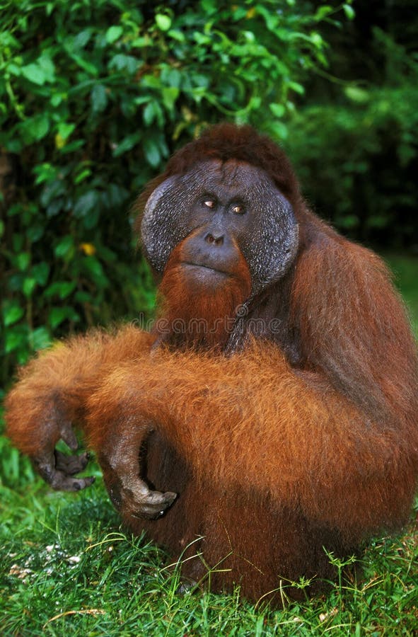 ORANG UTAN Pongo Pygmaeus, MALE STANDING on GRASS Stock Photo - Image ...