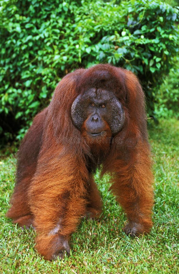 ORANG UTAN Pongo Pygmaeus, MALE STANDING on GRASS Stock Photo - Image ...