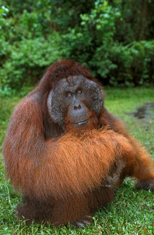 Orang Utan, Pongo Pygmaeus, Male Standing on Grass, Borneo Stock Photo ...