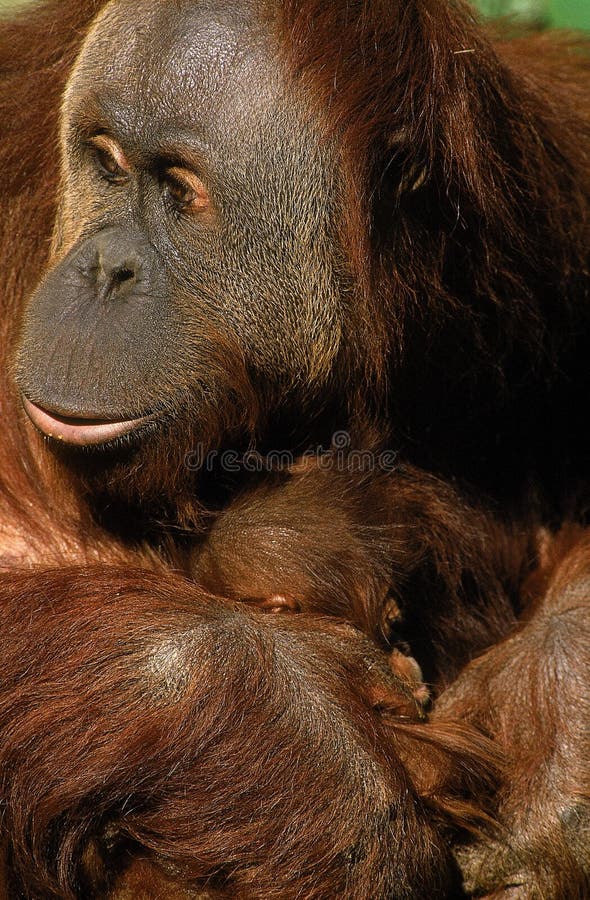 Orang Utan, Pongo Pygmaeus, Mother and Young, Borneo Stock Image ...
