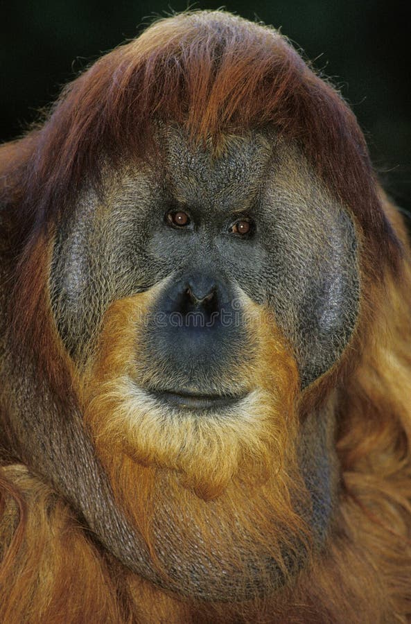 Orang Utan Pongo Pygmaeus Macho Foto de Stock - Imagem de animal ...