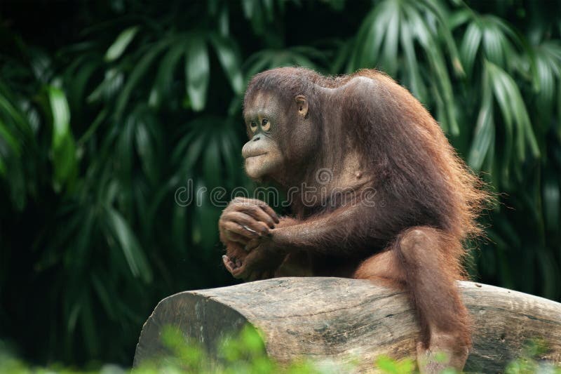 Orang Utan or Pongo Pygmaeus Stock Photo - Image of alone, hairy: 298887664