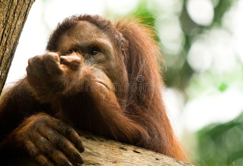 Orangatang stock photo. Image of orangutan, orange, hand - 13364776