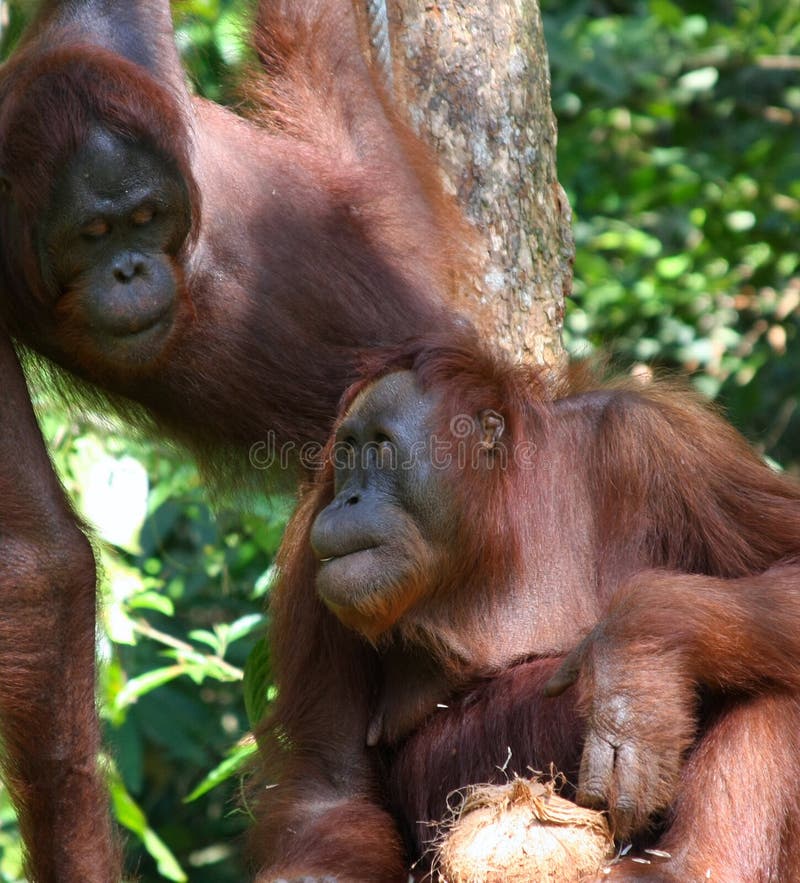 Orangatang stock photo. Image of expression, borneo, rainforest - 5593096