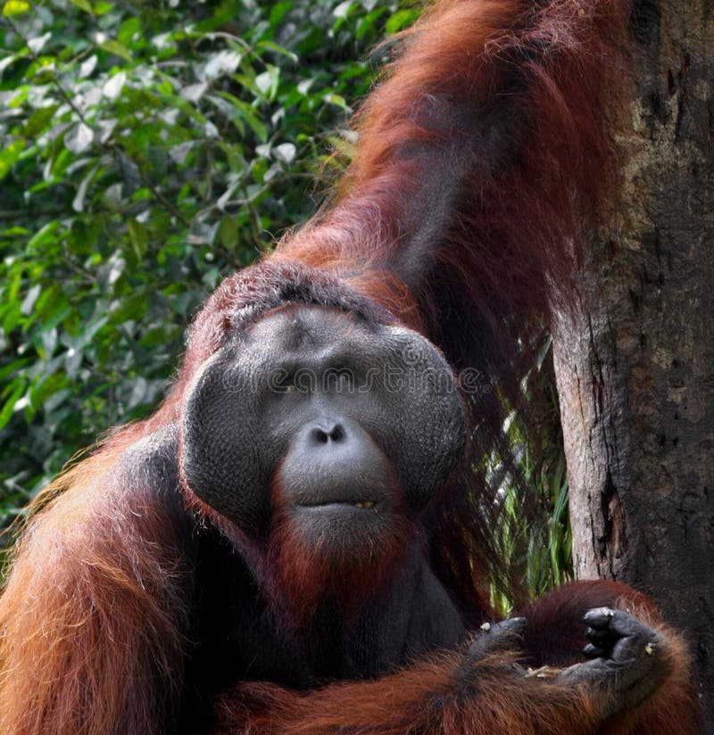 Orangatang stock image. Image of eating, jungle, orangutanganimal - 5742781