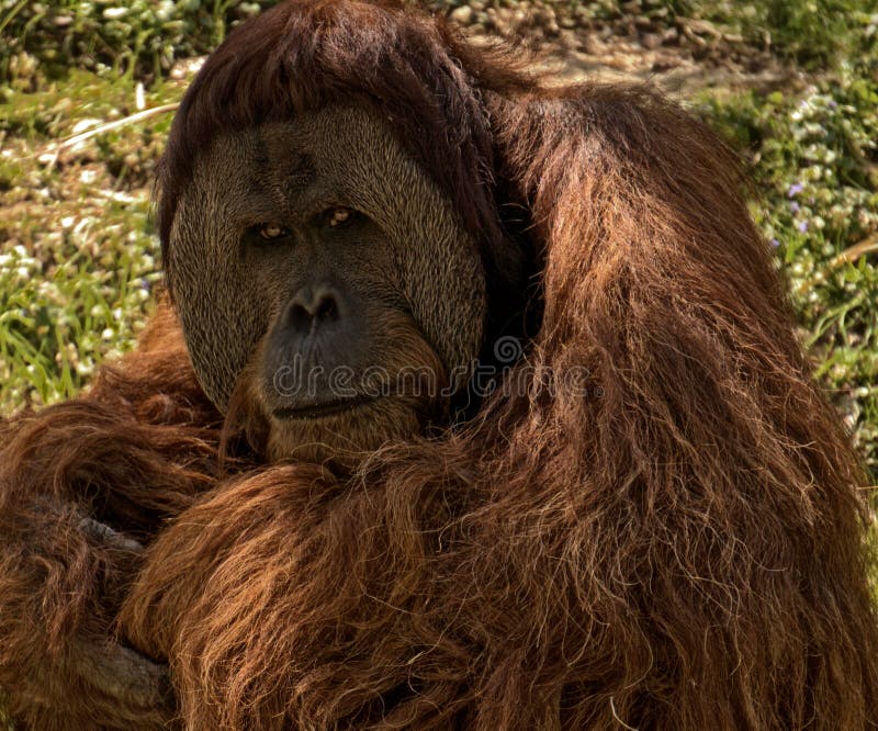 Orangatang stock image. Image of stretch, contemplates - 45280771