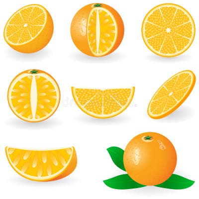 Orange Cross Section Drawing Stock Illustrations – 213 Orange Cross ...
