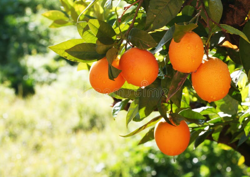 Fresh oranges on tree stock image. Image of cultivating - 29217943