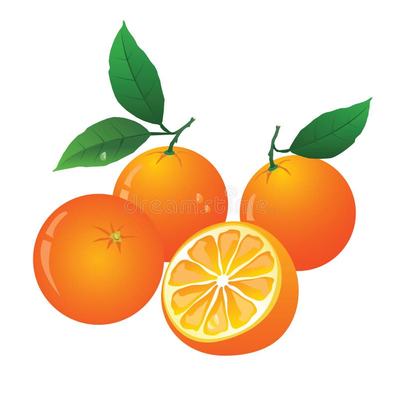 Four Oranges Stock Illustrations – 88 Four Oranges Stock Illustrations ...