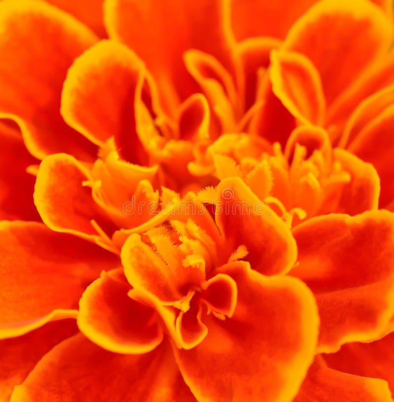 African Marigold Kees Orange Stock Image - Image of erecta, close ...