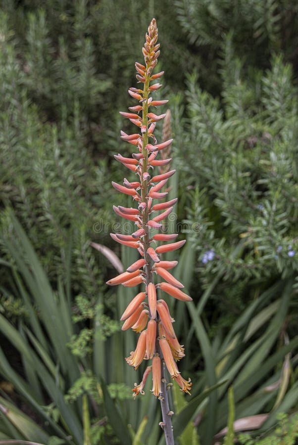Orange Aloe Cactus Morning Pacific Ocean Landscape Oil Platforms Stock ...