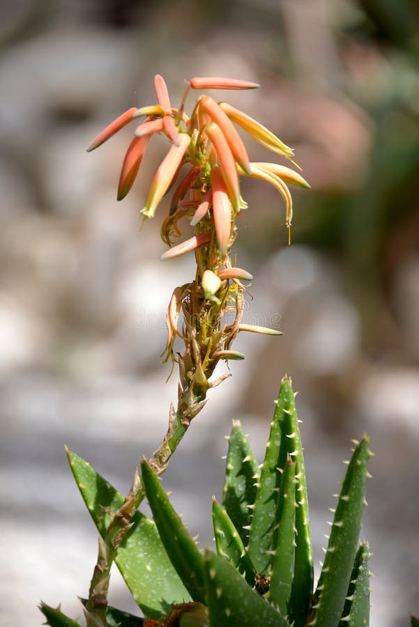 Orange aloe flower stock photo. Image of aloe, botany - 83585898