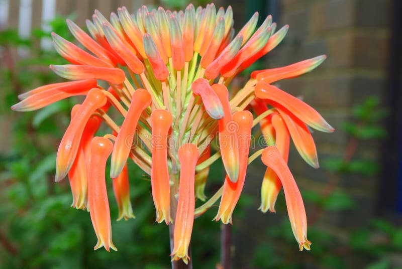 Orange aloe vera flower stock image. Image of flower - 22471335