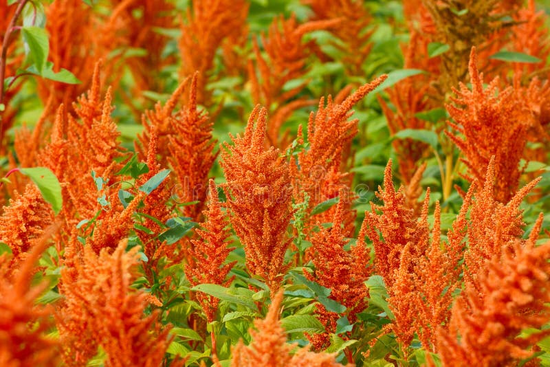 Orange amaranth stock image. Image of purple, cruentus - 85710391
