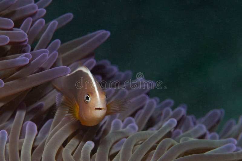 Orange anemone fish stock photo. Image of reef, creatures - 12555318