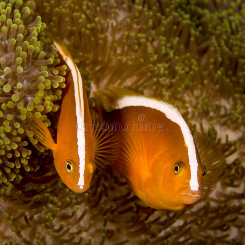 Orange anemonefish fish stock image. Image of nature - 220904713