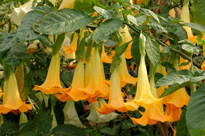 Orange Angel trumpet stock photo. Image of gardening - 27052784