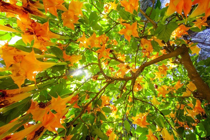 Orange Angels Trumpet Flower on the Tree Stock Photo - Image of ...