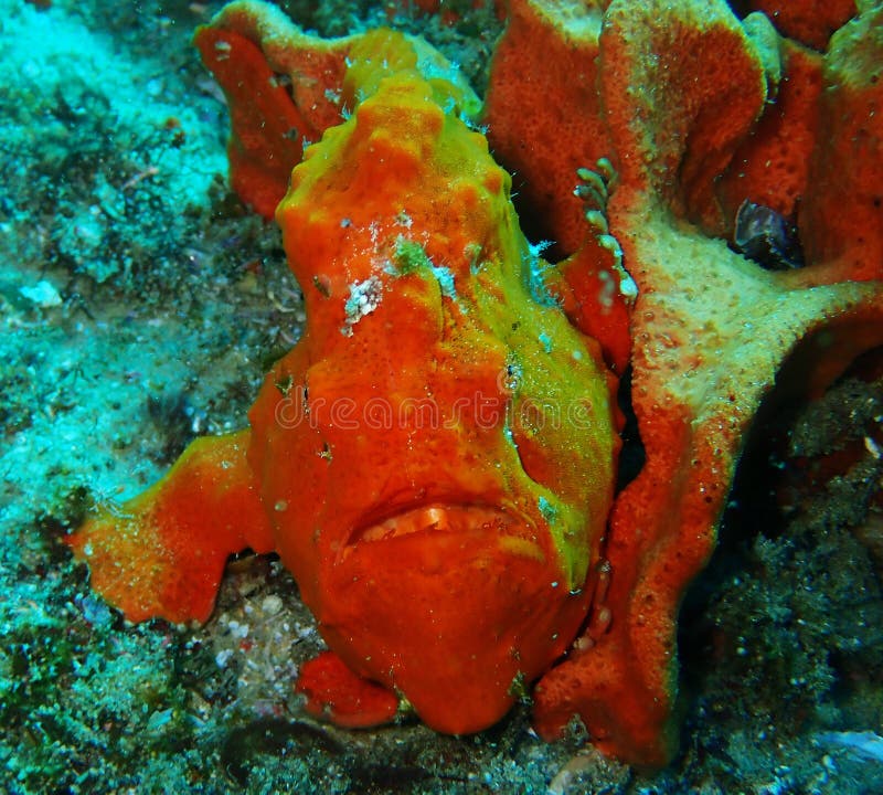 Orange Angler Fish Facing the Camera Stock Image - Image of nature ...
