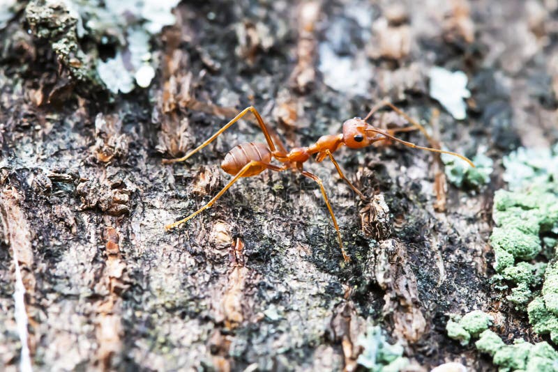 Orange Ants Look for Food on the Tree. Stock Photo - Image of nature ...