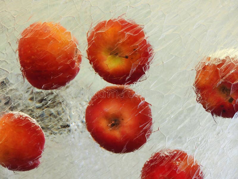 Orange apples in ice stock photo. Image of apples, nutrition - 94692356