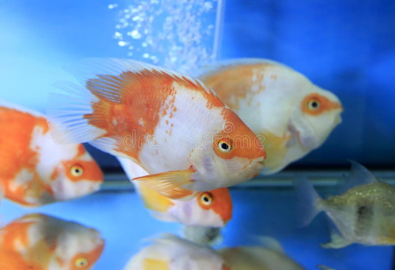 Orange aquarium fish stock image. Image of goldfish, gold - 35083079