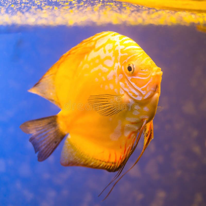 Schöne Orange Diskus Fische Im Aquarium Stockbild - Bild von sturzflug ...