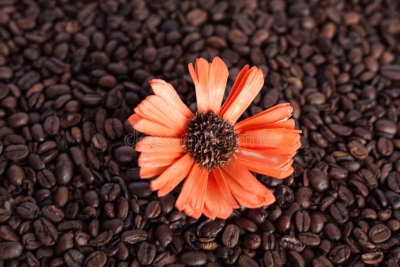 Orange Artificial Flower on Coffee Beans Stock Image - Image of colors ...