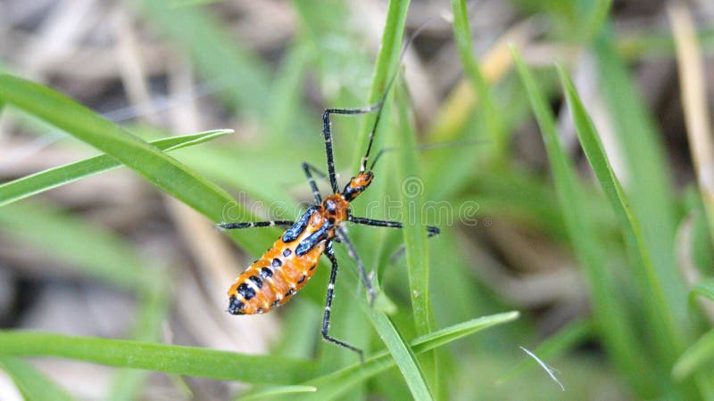 Orange assassin bug nymph stock image. Image of predator - 180718857