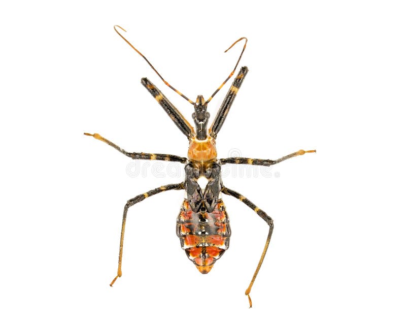 Orange assassin bug nymph stock image. Image of predator - 180718857