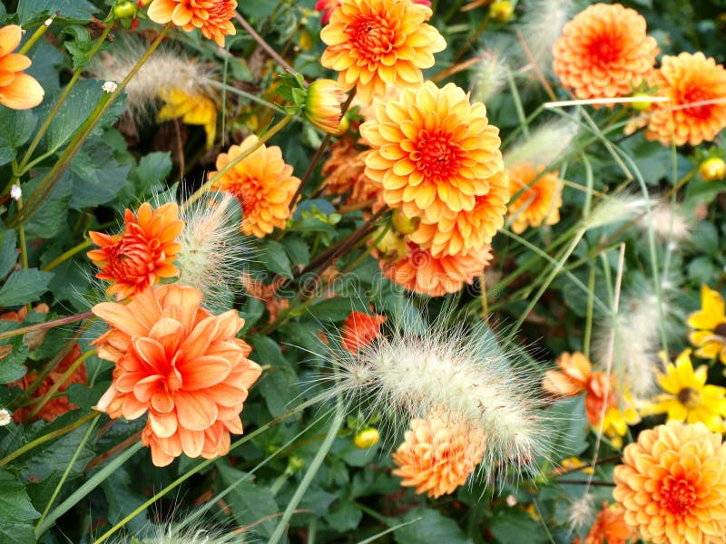 Orange aster stock photo. Image of floral, plant, season - 11302578