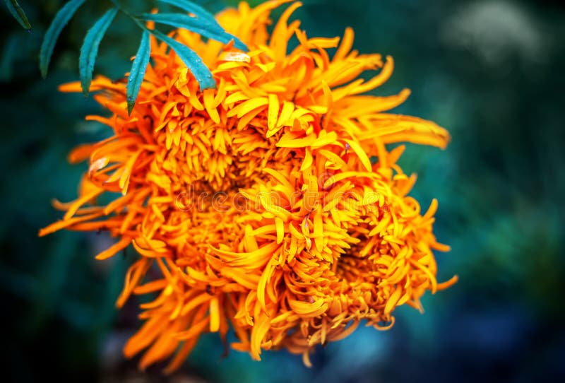 Orange Aster flower stock image. Image of park, petal - 51400617