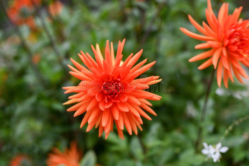 Orange Aster Flowers in the Garden As Background. Stock Photo - Image ...