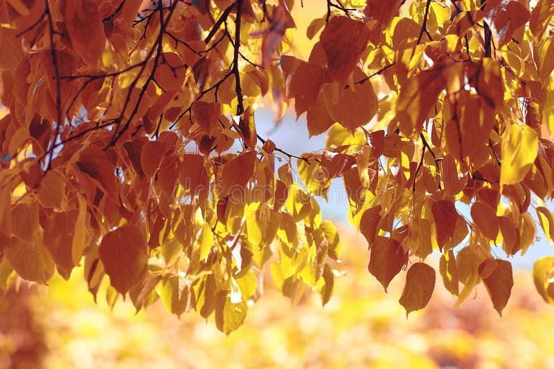 Orange autumn background stock photo. Image of environment - 61797848