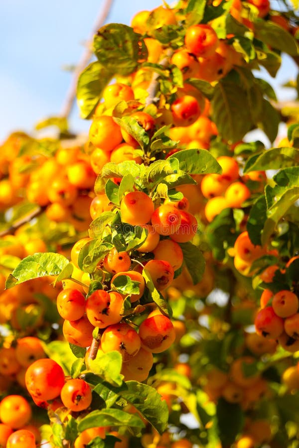 Orange Autumn Berries on a Cold Day Stock Photo - Image of fall, flow ...