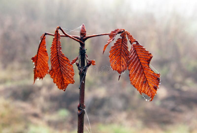 Orange Autumn stock photo. Image of fantasy, background - 130536036