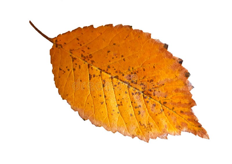 Autumn Elm Stock Images - Download 2,057 Royalty Free Photos