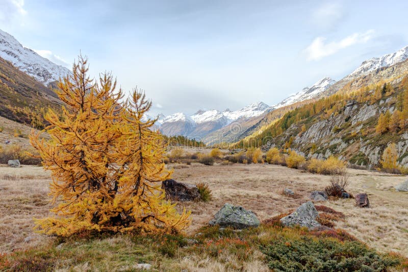 Orange Autumn Larch Trees Forest with Fog Above. Autumn or Fall Forest ...