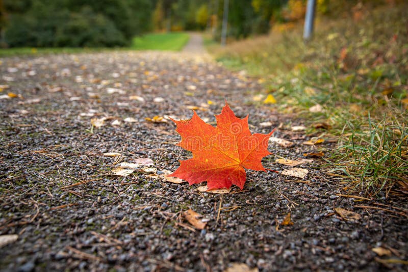 Orange Autumn Leaf Fell on the Ground Stock Photo - Image of plant ...