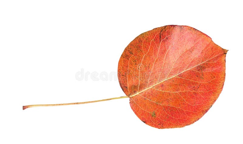 Orange autumn leaf stock image. Image of foliage, isolated - 80377159