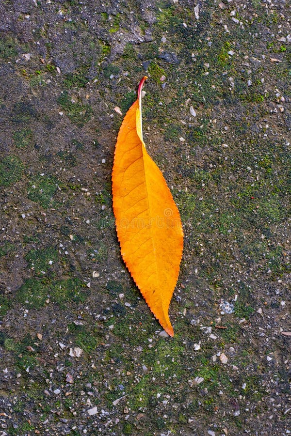 Orange Autumn Leaf Lying Over the Floor. Stock Image - Image of ...