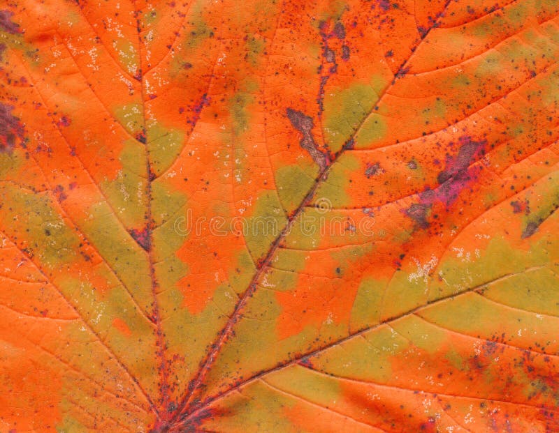 Orange autumn leaf macro stock photo. Image of detail - 128623664