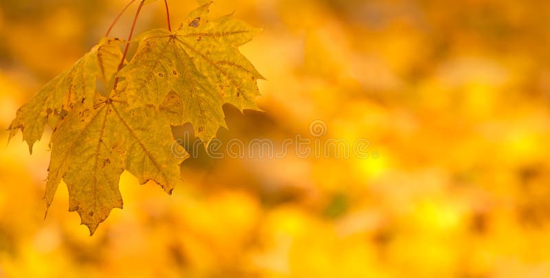 Orange Autumn Leaves Background Stock Image - Image of closeup ...