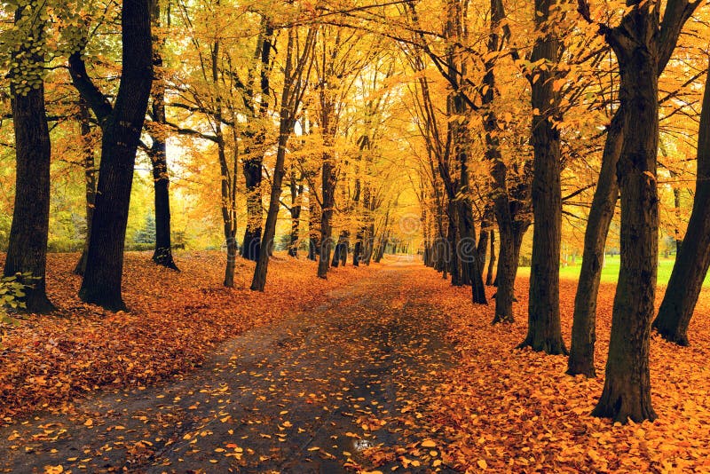 Orange autumn leaves stock image. Image of november, beech - 45718027